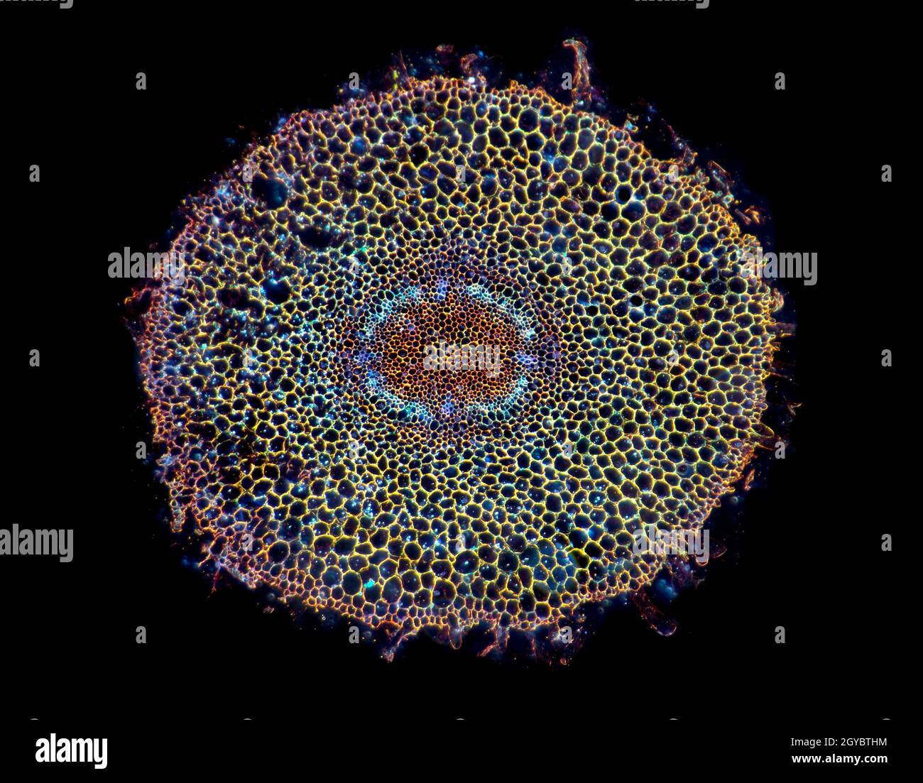 Typical plant root section,TS, stained section Stock Photo - Alamy