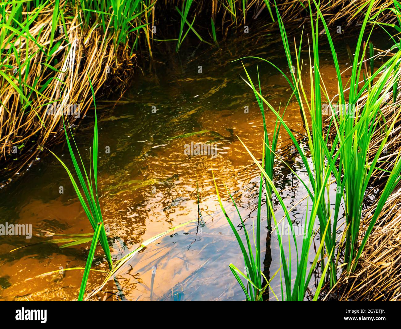 Spring stream of river water with green grassy shore. Freshwater river ...