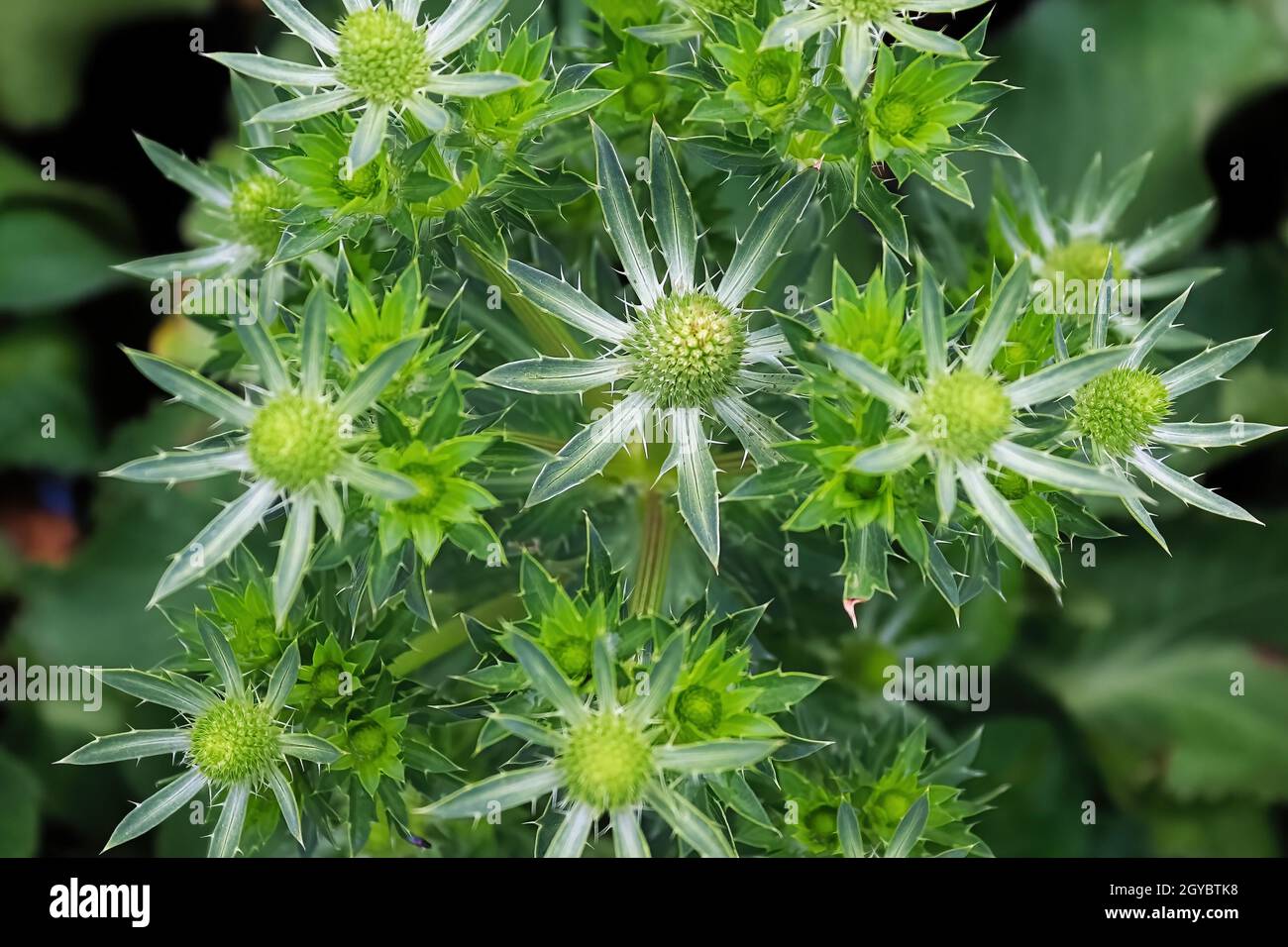 Sea holly plant hi-res stock photography and images - Alamy