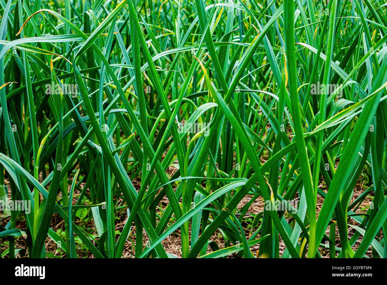 Green stalks of garlic leaves on a farm field. Allium sativum. Green ...