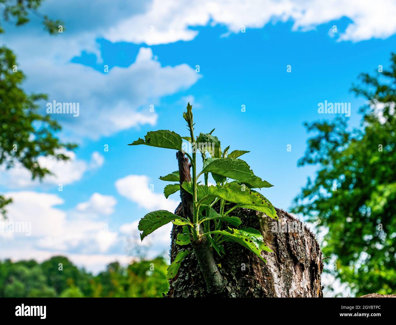 Green shoots of leaves of a cut branch of a tree. Green branch of a ...