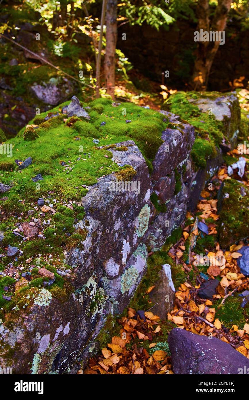 Littered forest hi-res stock photography and images - Alamy