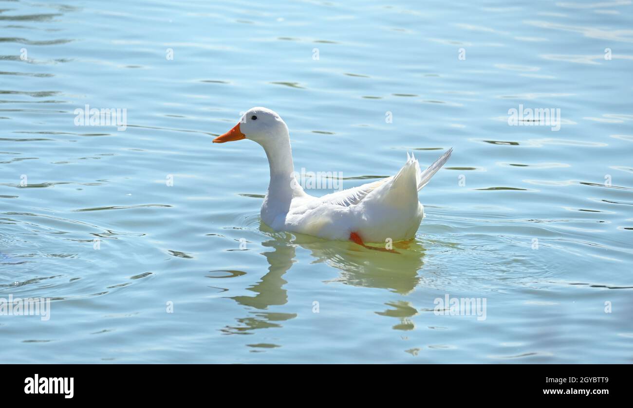 White beautiful duck swimming in a clear water pond Stock Photo - Alamy