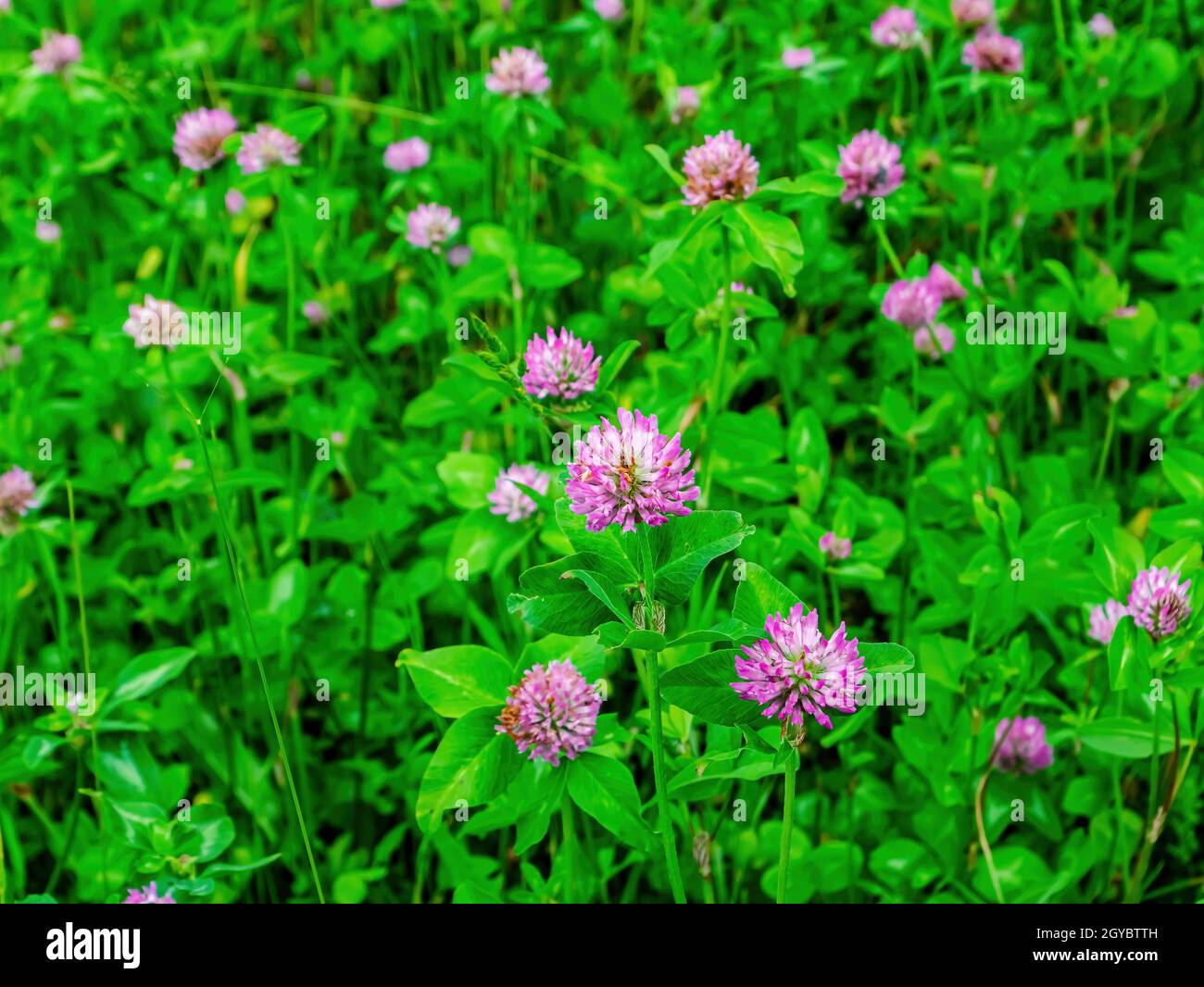 Clover blooming with pink flowers with green leaves. Pink flowers ...
