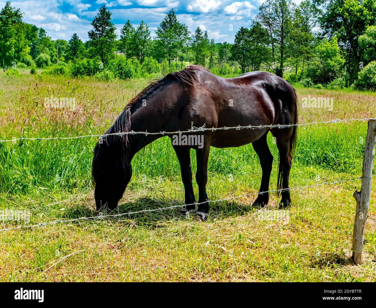 Black horse eating green grass in the pasture. Livestock farm. Horse ...