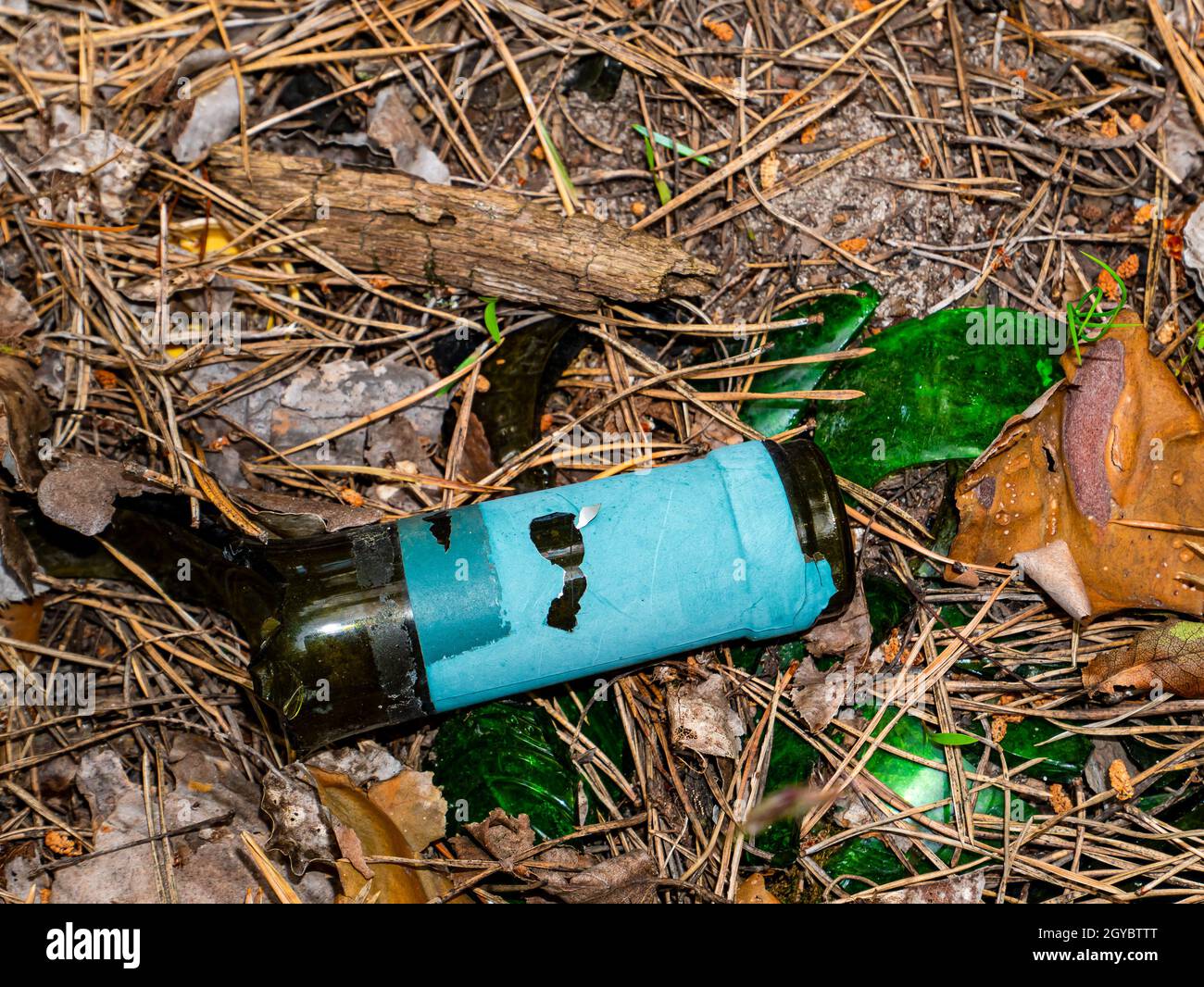 The neck of a broken wine glass bottle on pine needles. Broken glass ...