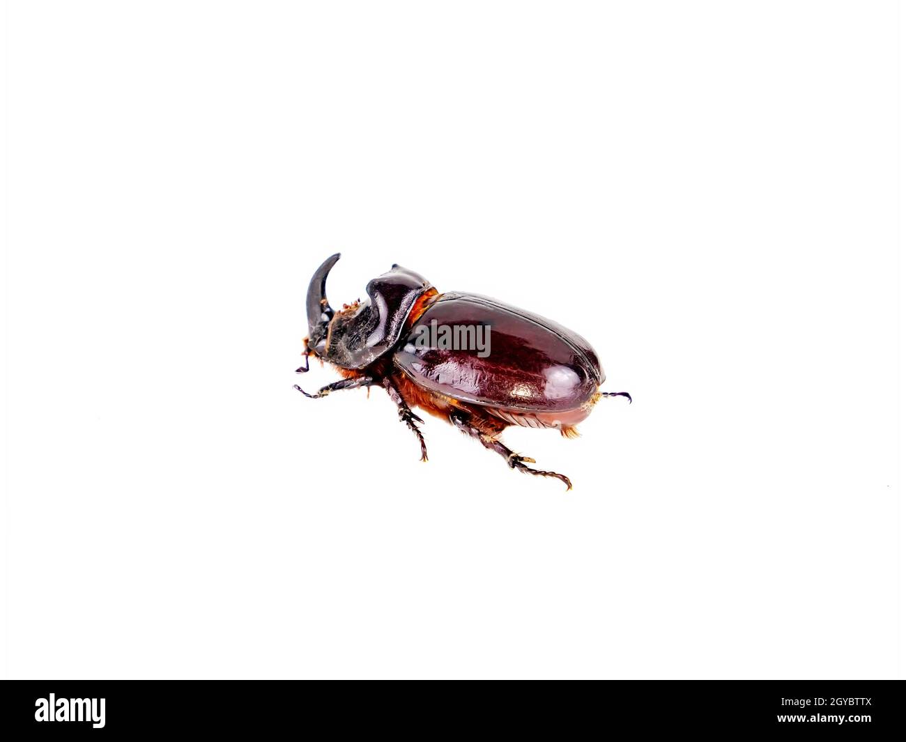 Insect beetle Oryctes nasicornis on a white background. Rhinoceros ...