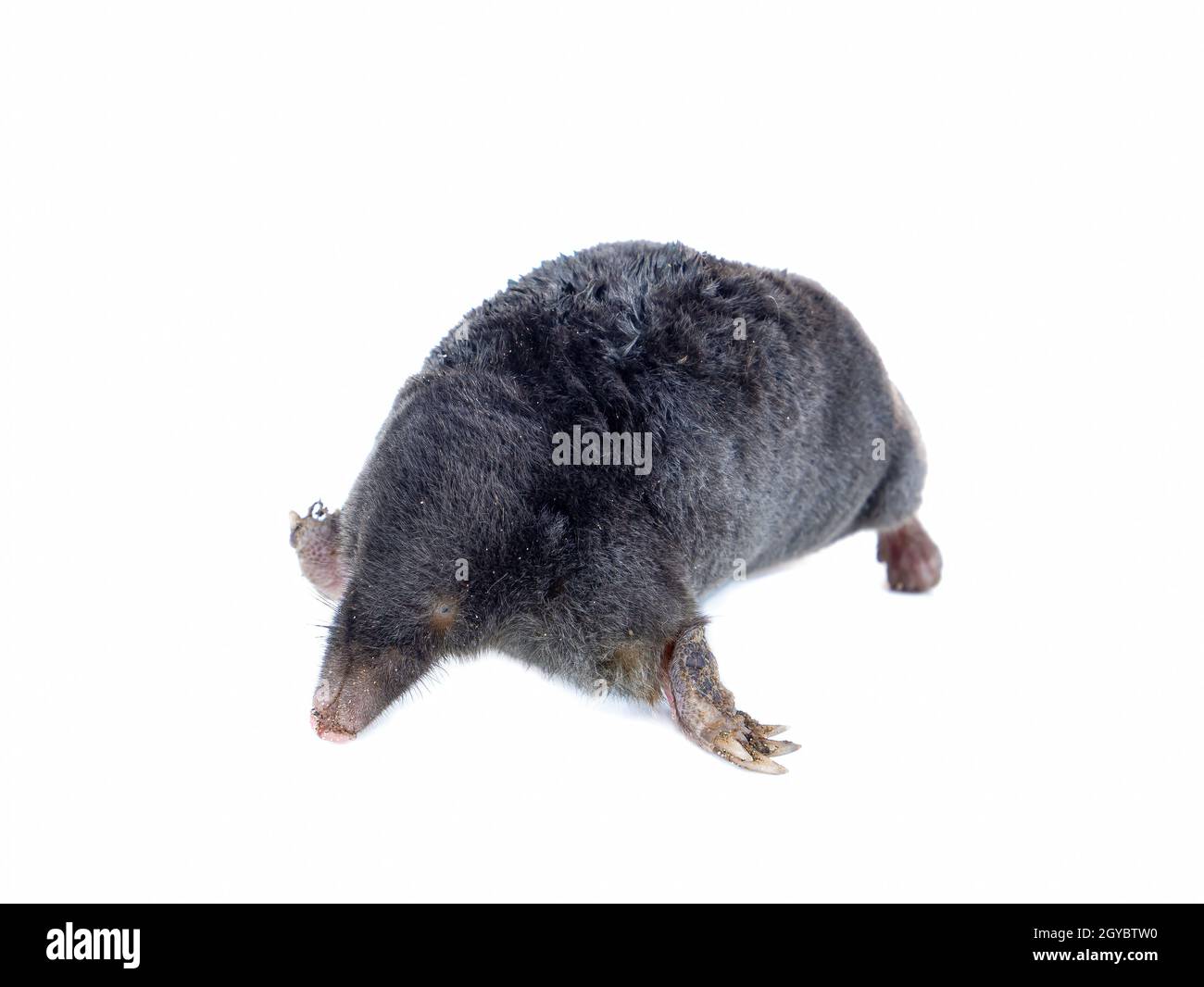 Animal earthen mole on a white background. Animal Talpidae. Dig an ...