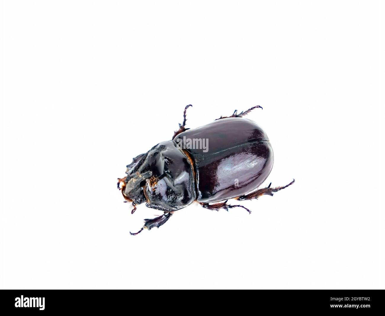 Insect beetle Oryctes nasicornis on a white background. Rhinoceros ...