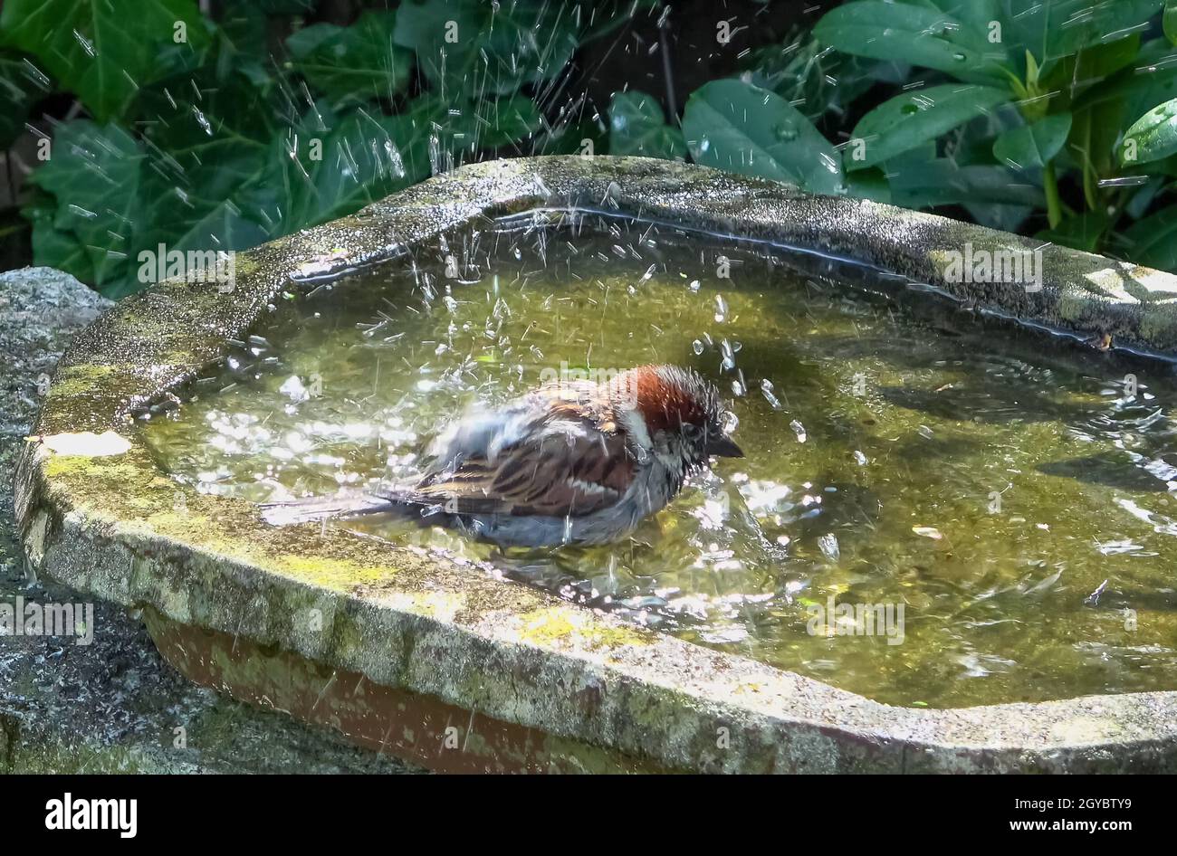 Close up on a cute little sparrow bathing and having fun in a bird bath ...