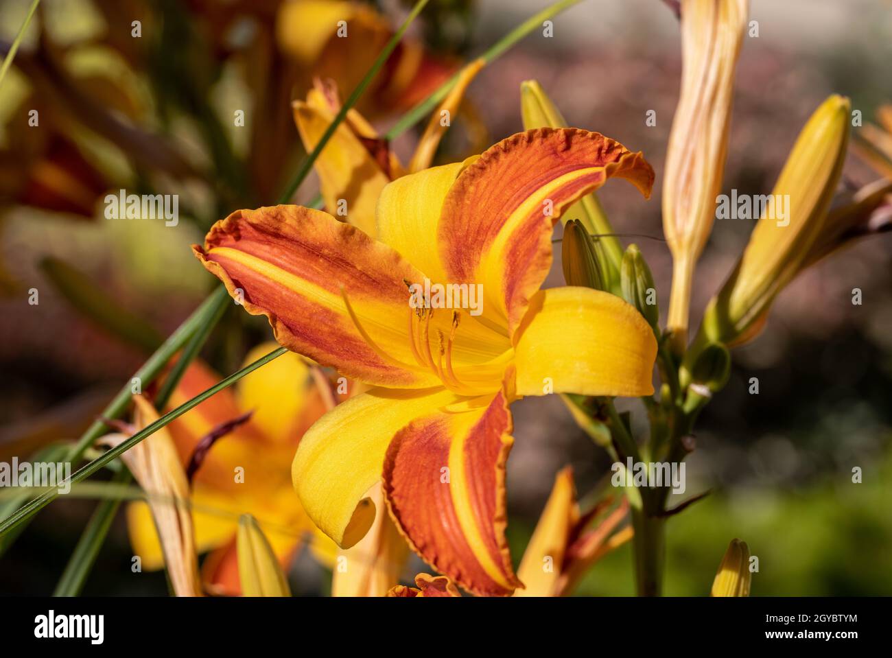 Beautiful colorful daylilies in a flower bed Stock Photo - Alamy