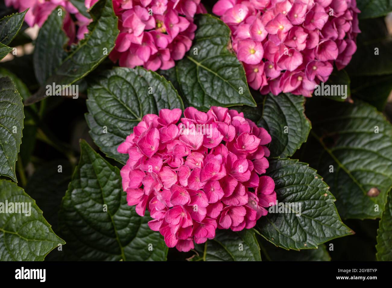 Closeup shot pink hydrangea hi-res stock photography and images - Alamy