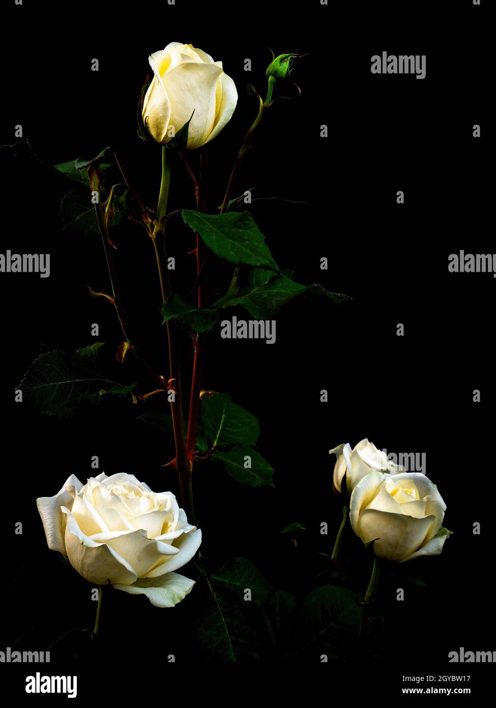 Single White Rose Black Background
