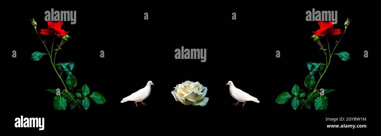 Red roses and white birds doves on a black background. Two birds doves ...