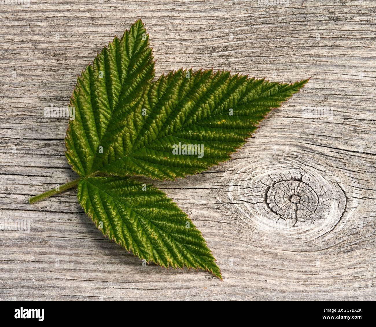 Closeup shot of raspberry leaves on the old cracked wooden surface ...