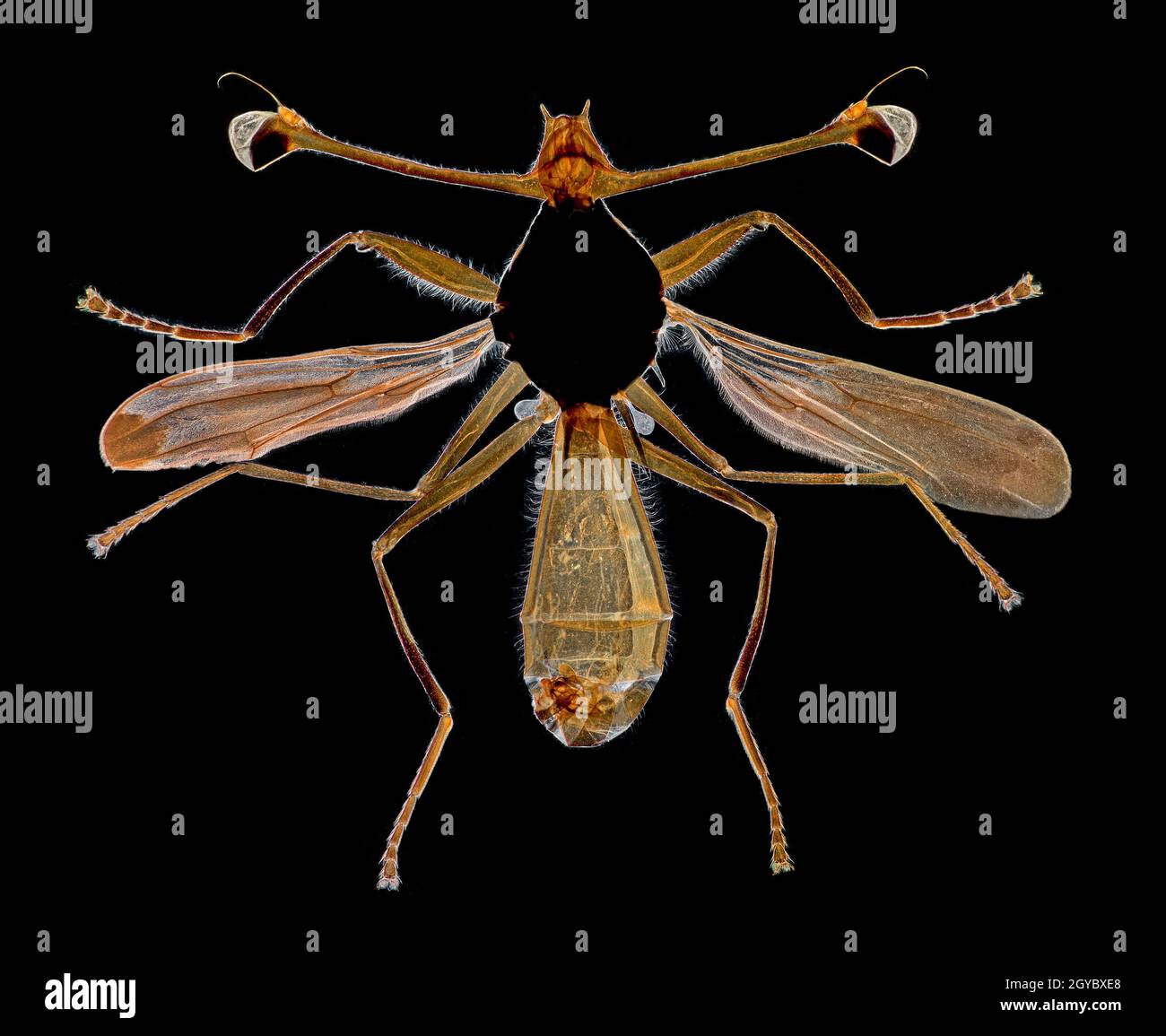 Diopsid family hi-res stock photography and images - Alamy