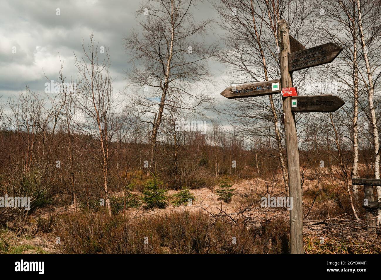 The High Fens, Hoge Venen, Belgium, Signal Van Botrange Stock Photo - Alamy