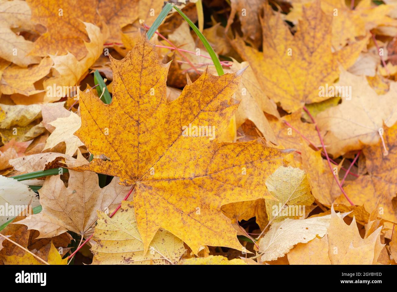 Variegated maple leaves hi-res stock photography and images - Alamy