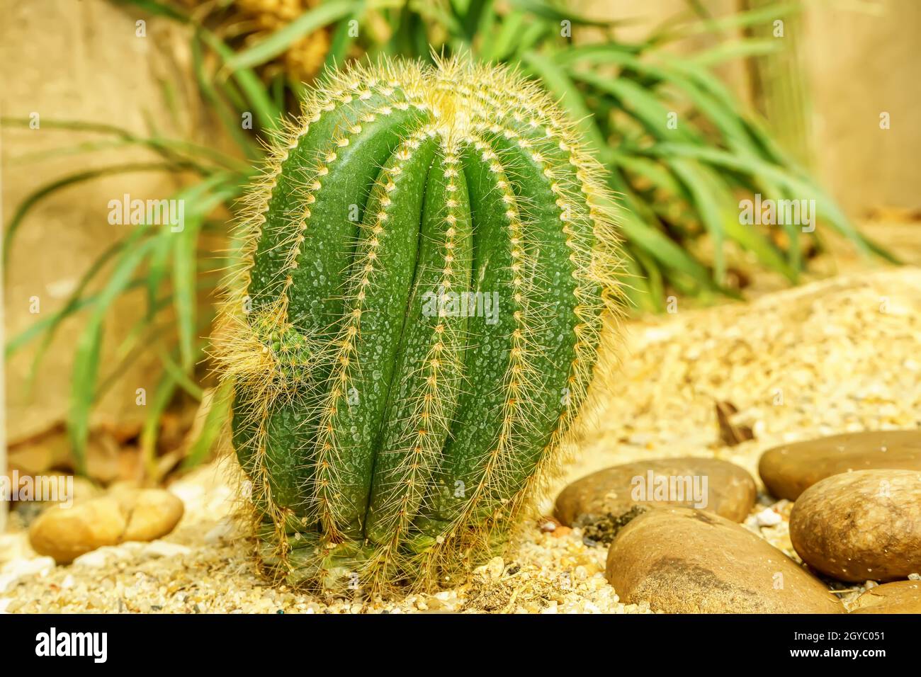 Green cactus in sandy desert hi-res stock photography and images - Alamy