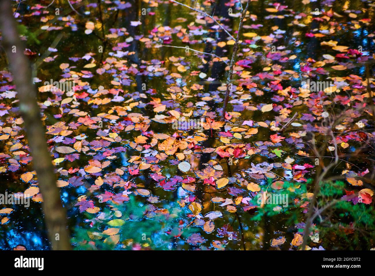 Fall leaves nearly blocking out a river of water and a tree poking up ...