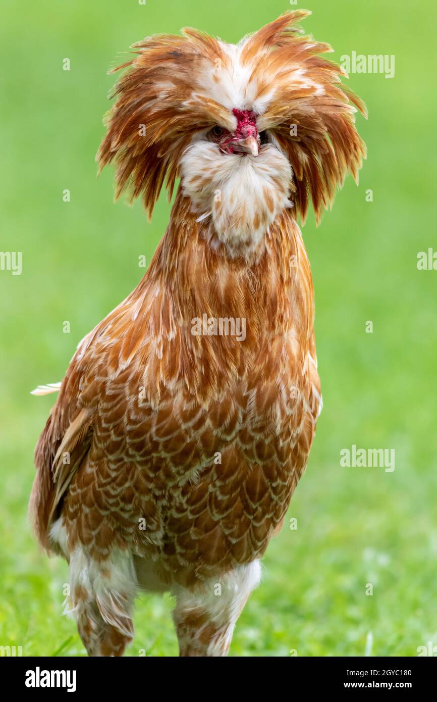 Bearded hen hi-res stock photography and images - Alamy