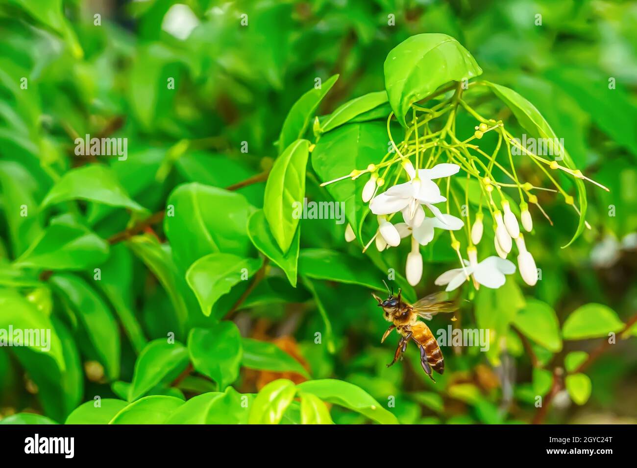 Bee eating pollen from flower on a nature background Stock Photo - Alamy