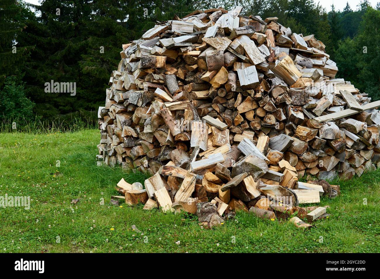 Huge pile of firewood in the forest Stock Photo - Alamy