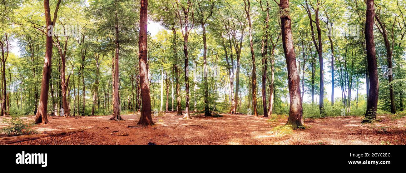Sunny forest with green trees in bright sunlight Stock Photo - Alamy