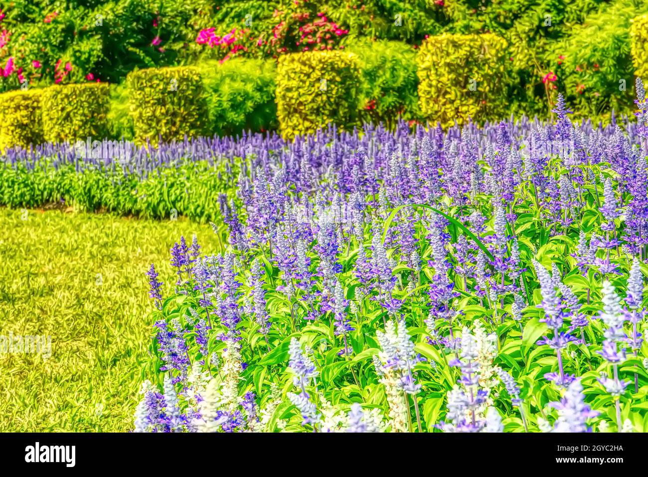 Salvia blooming at a garden in a nature background Stock Photo - Alamy