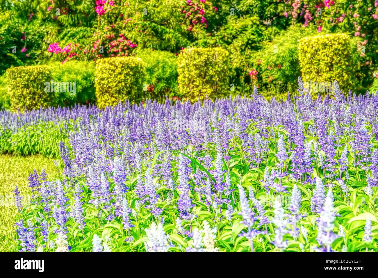 Salvia blooming at a garden in a nature background Stock Photo - Alamy