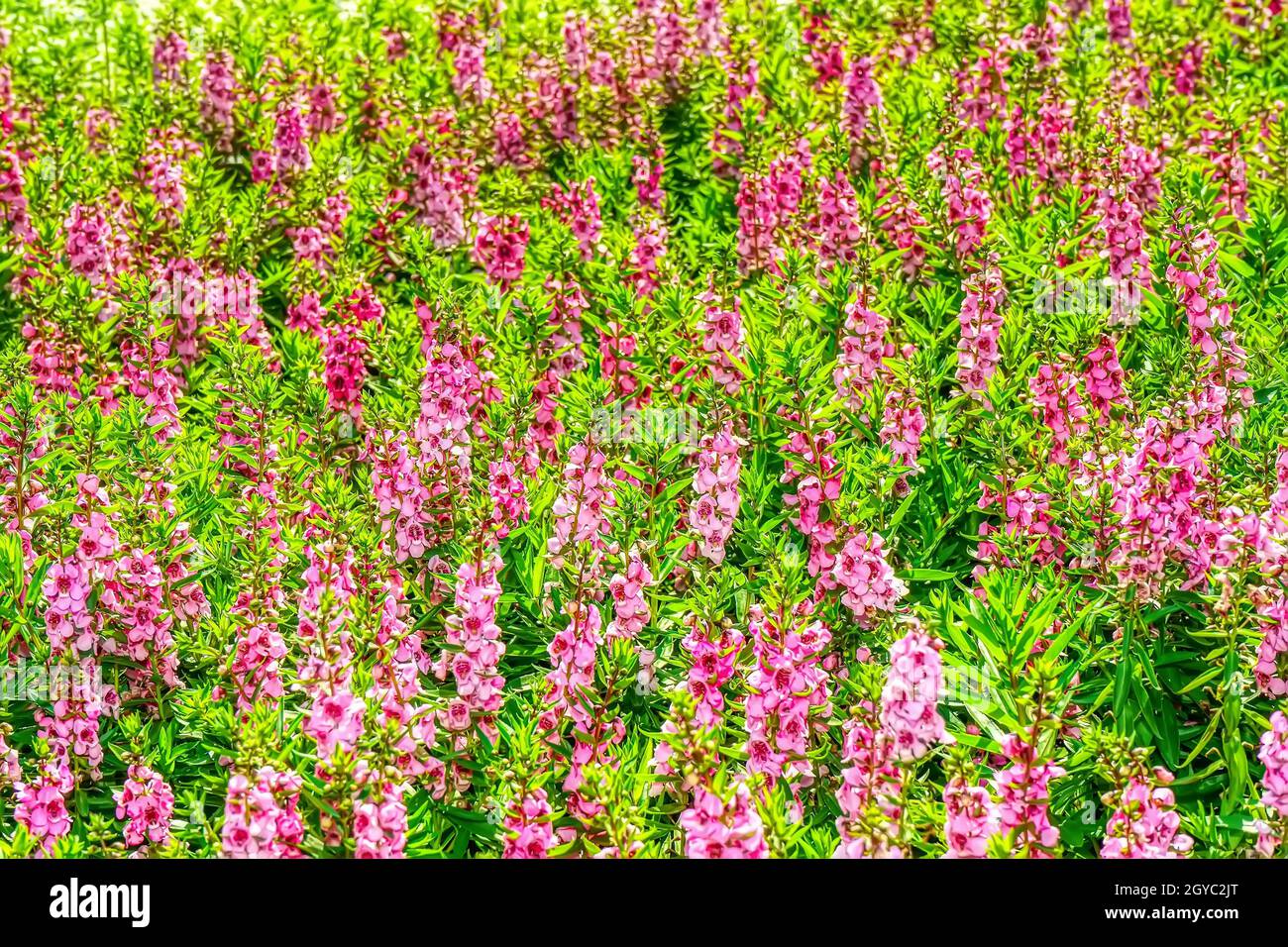 Salvia blooming at a garden in a nature background Stock Photo - Alamy