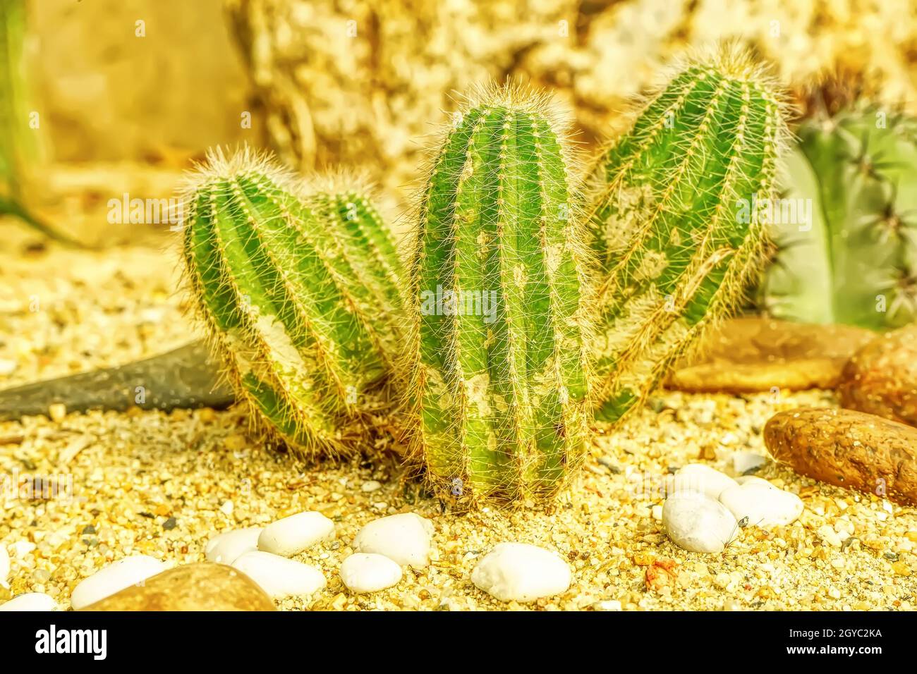Green Cactus In Sandy Desert High Resolution Stock Photography and ...