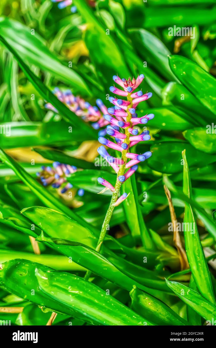 The flowers are beautiful and refreshing on a nature background Stock ...