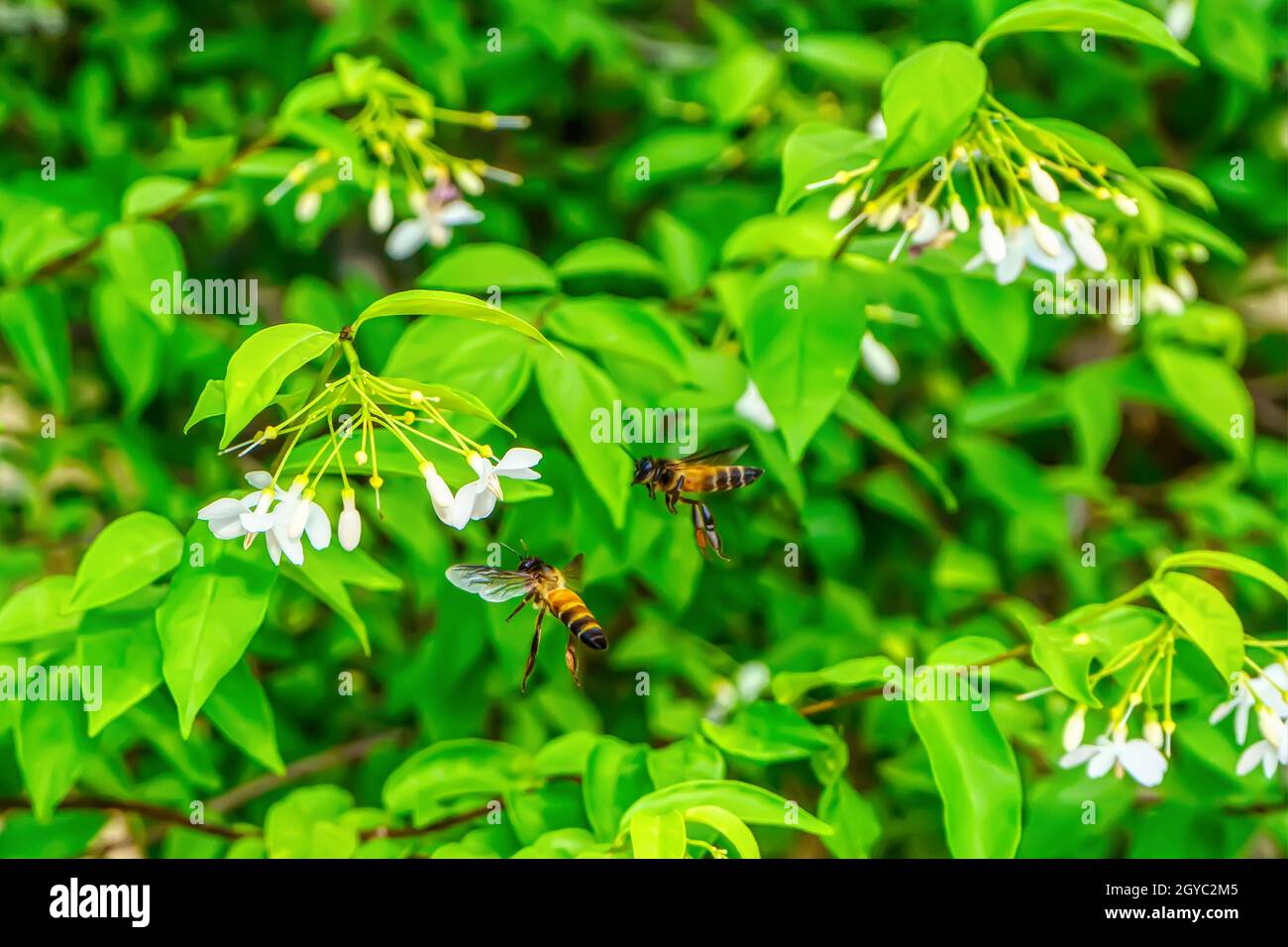 Bee eating pollen from flower on a nature background Stock Photo - Alamy