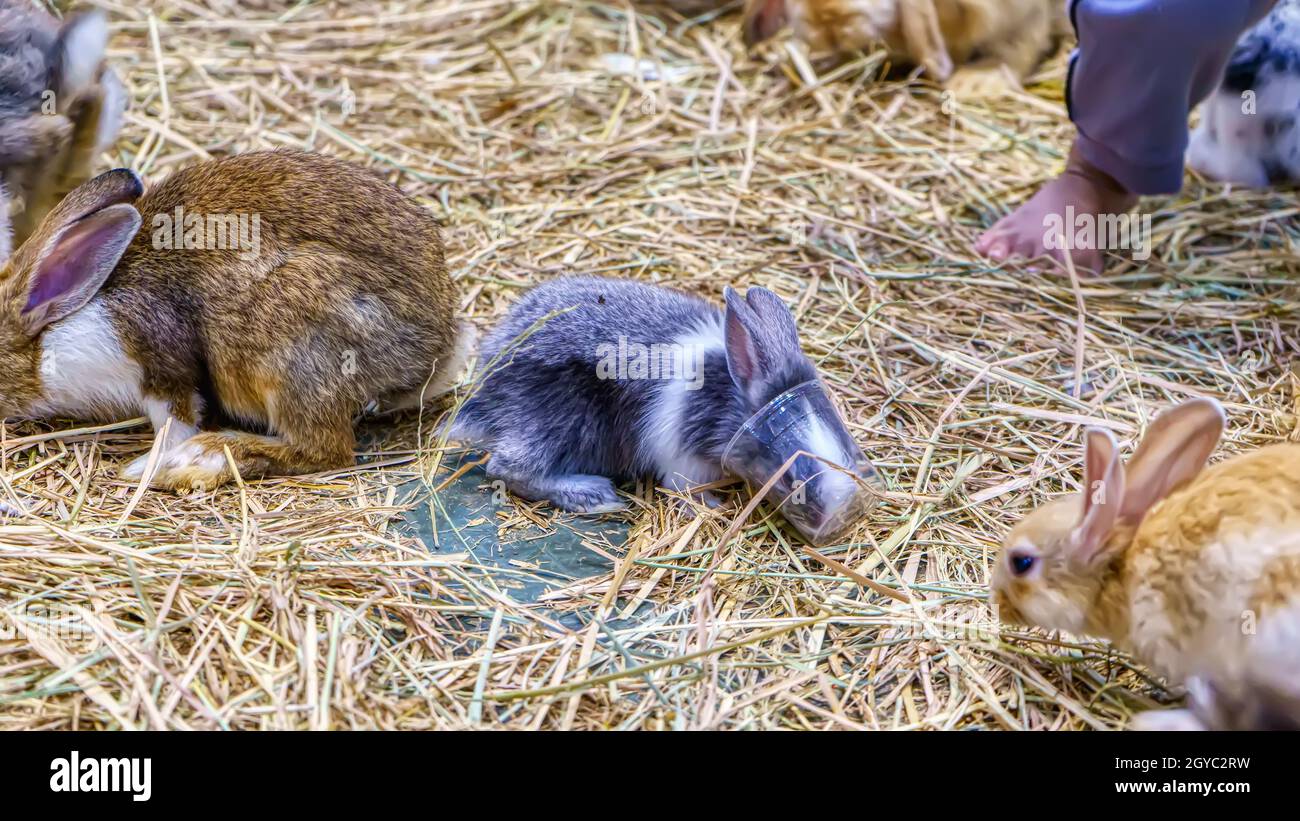 The rabbit eating food from the cup Stock Photo - Alamy