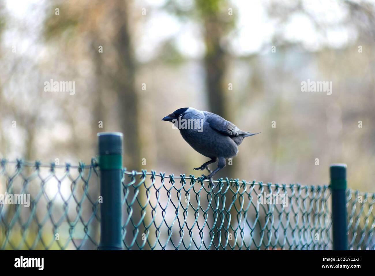 Western jackdaw perched on a chain-link fence gate in the park Stock ...