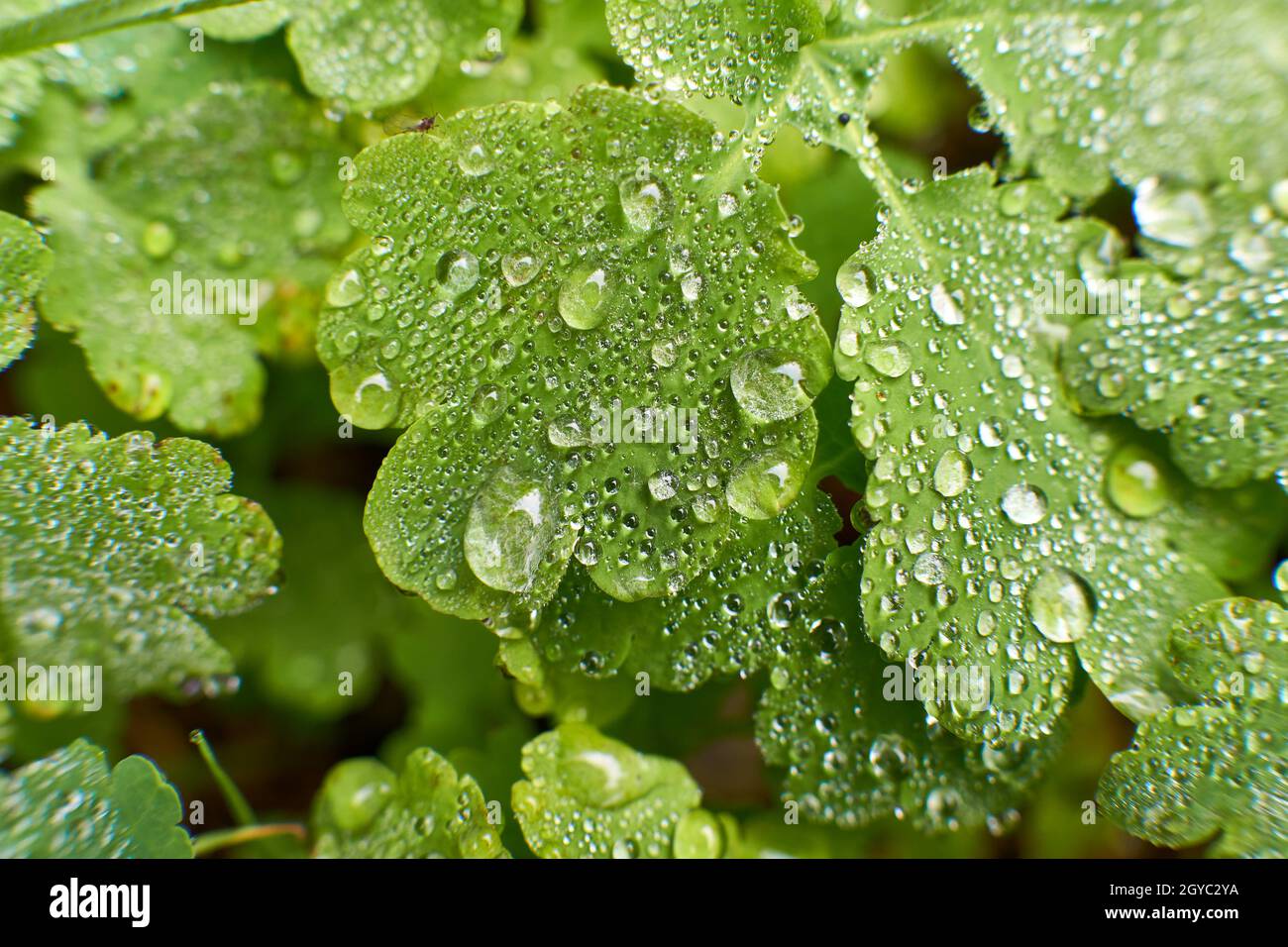 Morning dew on green leaves Stock Photo - Alamy