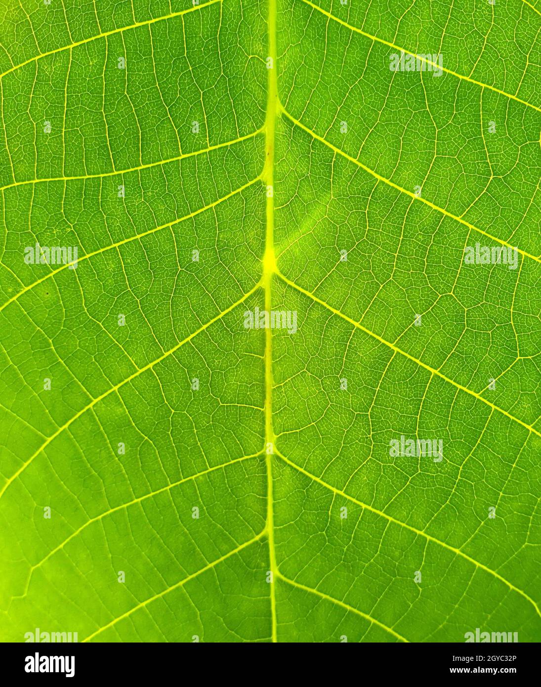 Full frame closeup of beautiful vivid green leaf. Surface with the ...