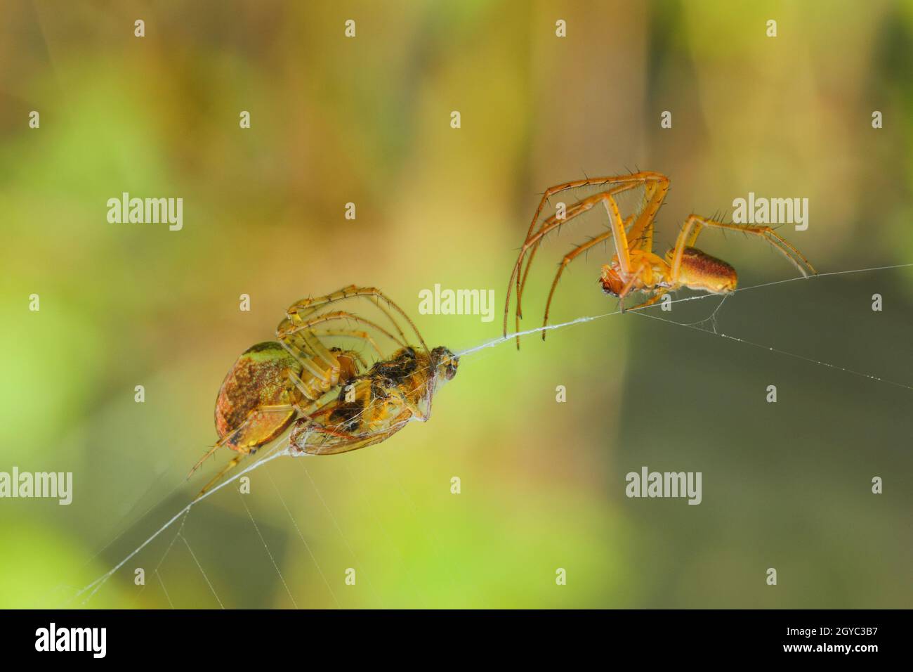 Spiders caught a bee and weaving on a cobweb Stock Photo - Alamy