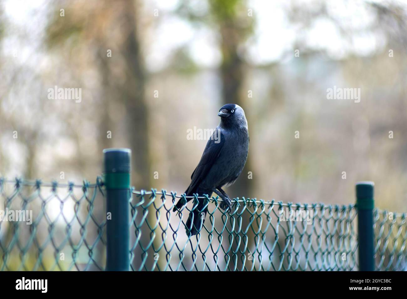 Western jackdaw perched on a chain-link fence gate in the park Stock ...