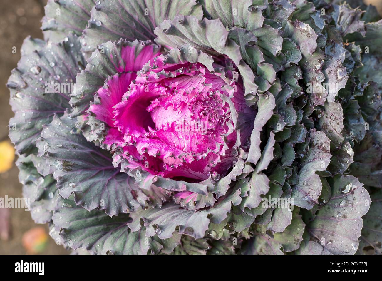 Close-up image of decorative fall kale cabbage.Fresh violet Cabbage ...