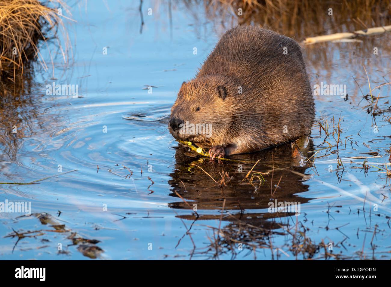 Beaver chewing on bark hi-res stock photography and images - Alamy