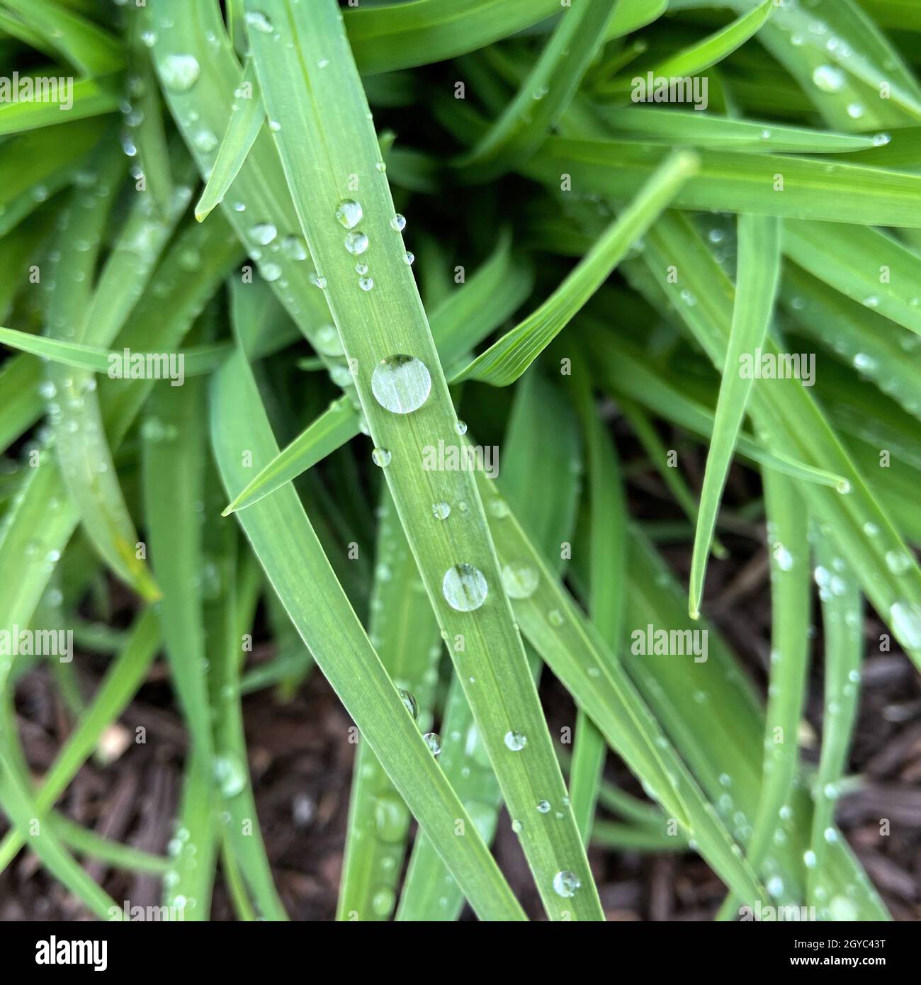 Selective focus shot of a long herb covered in dew over a wet soil ...