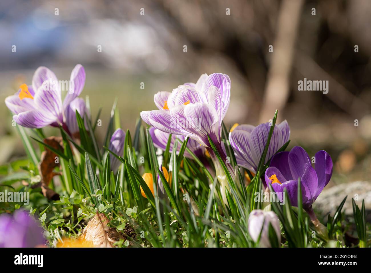 Purple snowdrops growing in spring hi-res stock photography and images ...