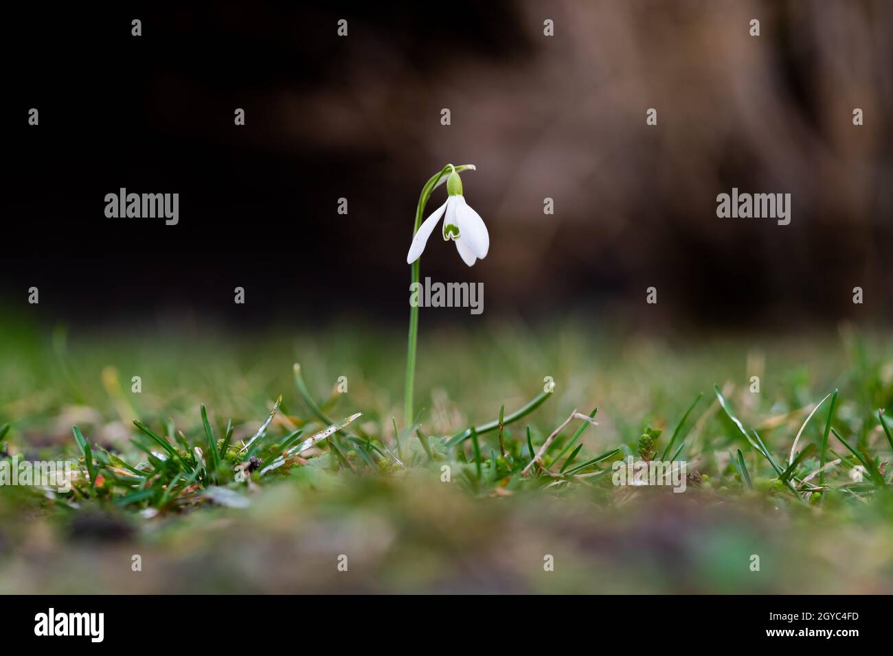 Closeup shot of a snowdrop also known as Galanthus from the ...