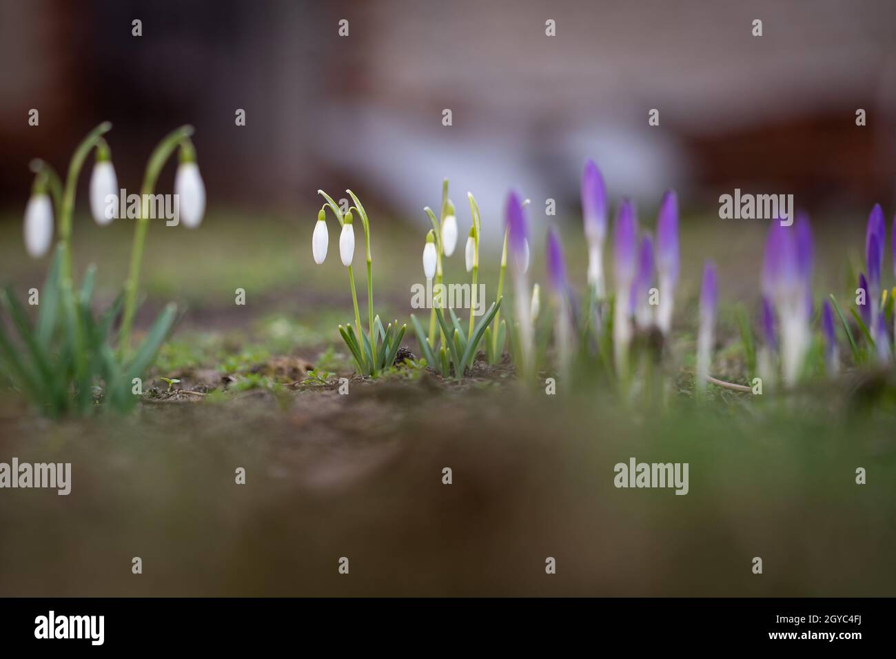 Selective focus shot of snowdrops from family Amaryllidaceae Crocus ...