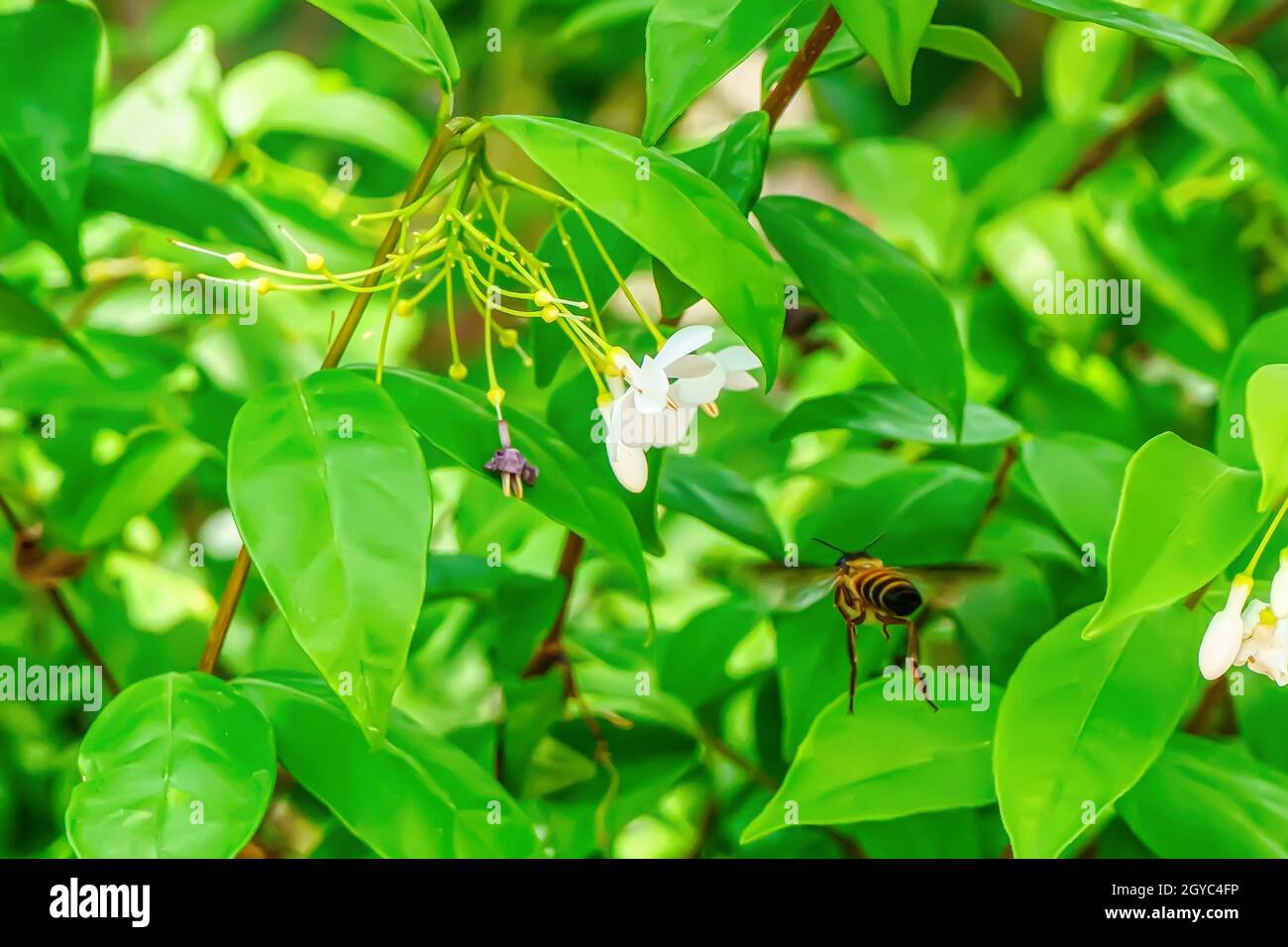 Bee eating pollen from flower on a nature background Stock Photo - Alamy