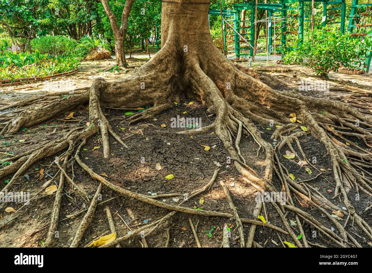 The roots of large trees on a nature background Stock Photo - Alamy