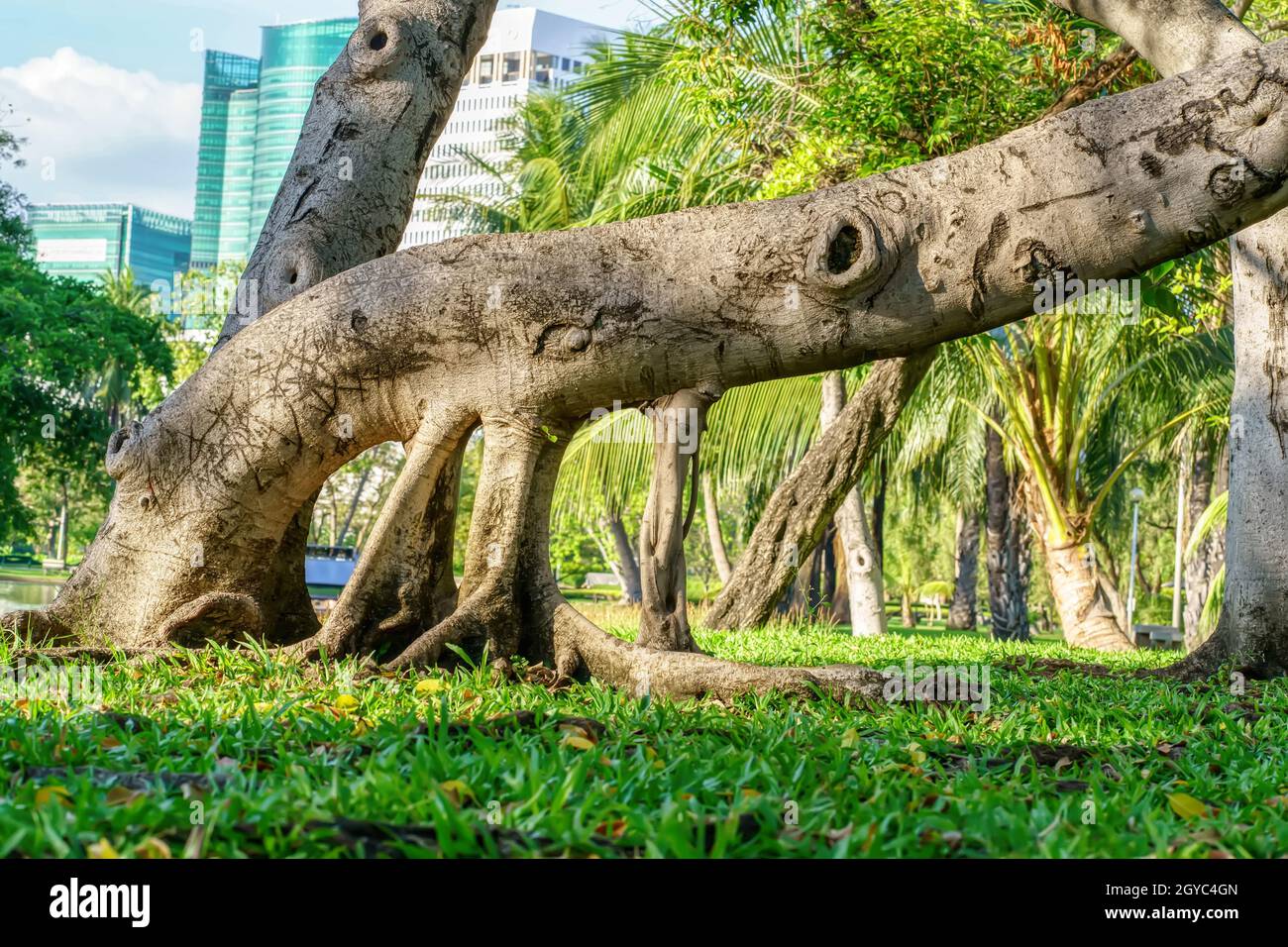 The roots of large trees on a nature background Stock Photo - Alamy