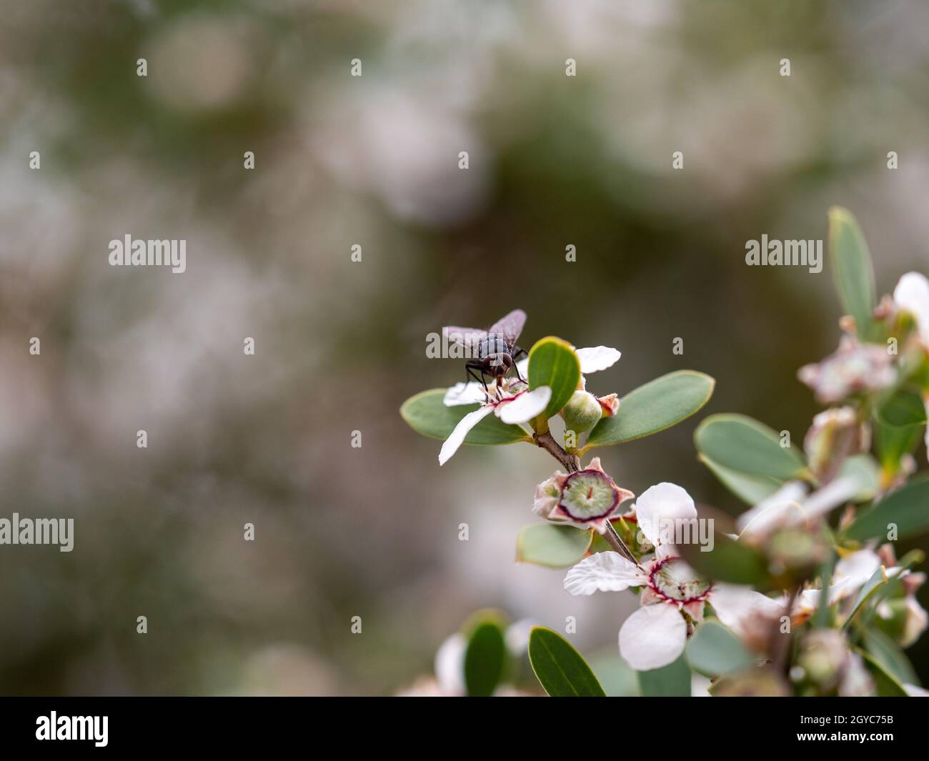 A fly sucking the nectar from a tea tree flower in Victoria, Australia ...